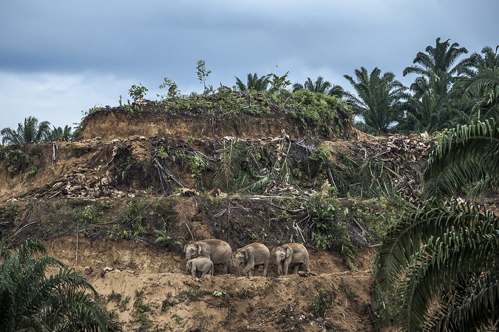 Gasometer Oberhausen zeigt ab März 2026 die Ausstellung „Mythos Wald ...